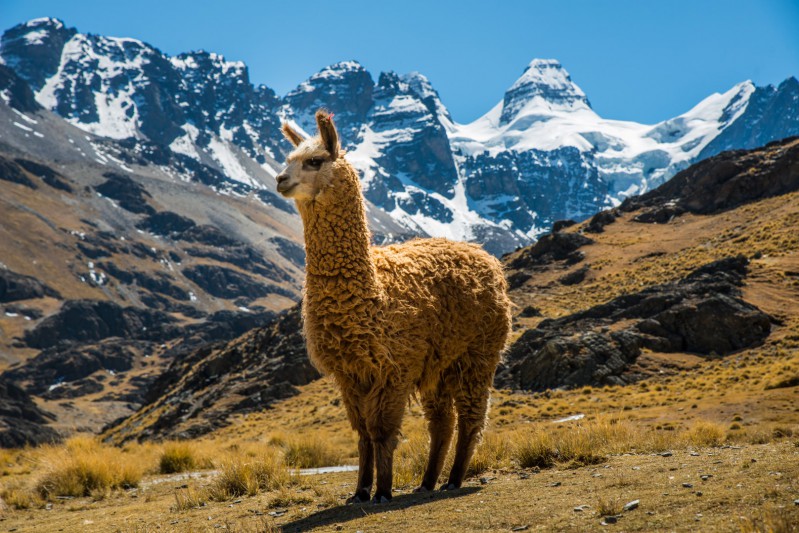Bolivien | Anden, Atacama, Alpakas | AT REISEN