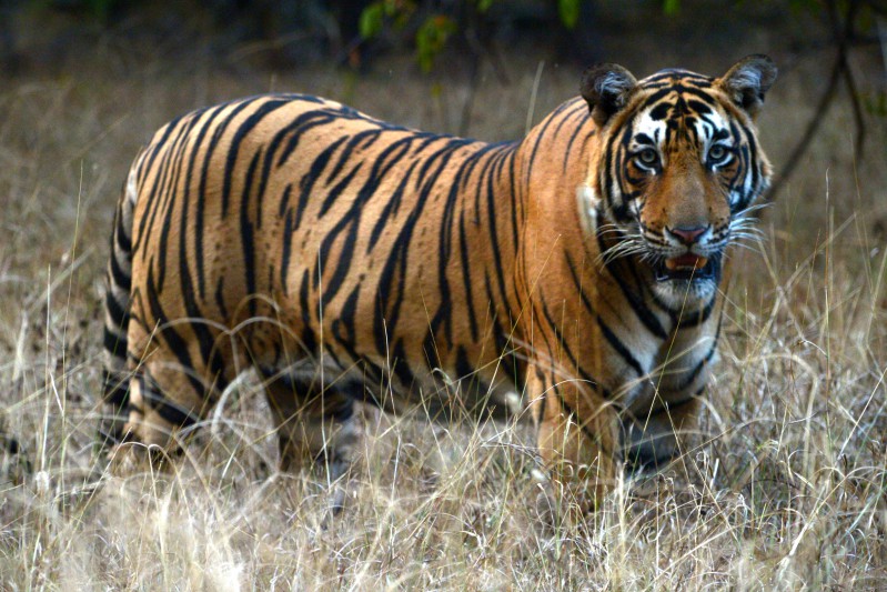 Indien | Auf Spur der großen Raubkatzen | AT REISEN
